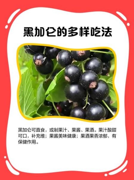 黑加仑子的功效与作用_黑加仑子怎么吃最好-第1张图片-山城妙识