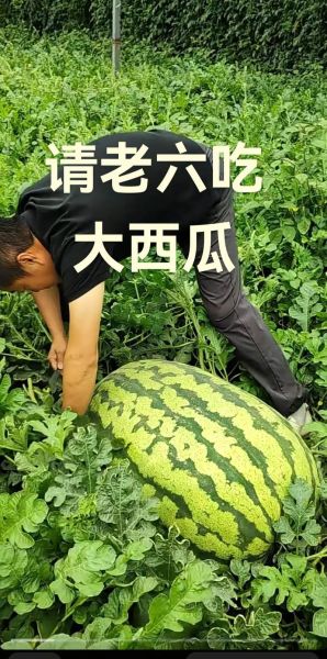 食味阿远西瓜视频怎么拍_食味阿远西瓜视频为什么这么火-第1张图片-山城妙识