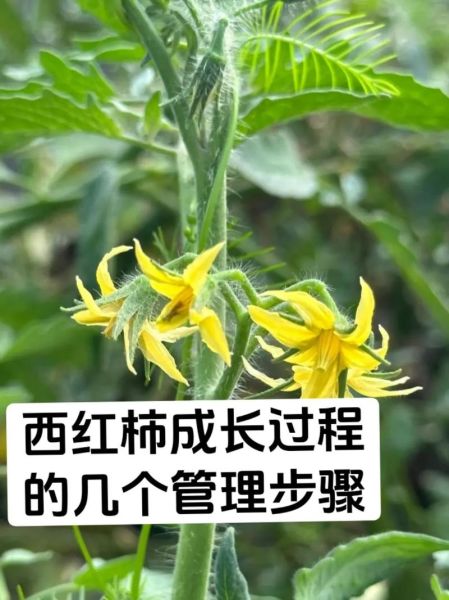 西红柿怎么种_西红柿种植技术与管理-第1张图片-山城妙识 西红柿怎么种_西红柿种植技术与管理-第1张图片-山城妙识