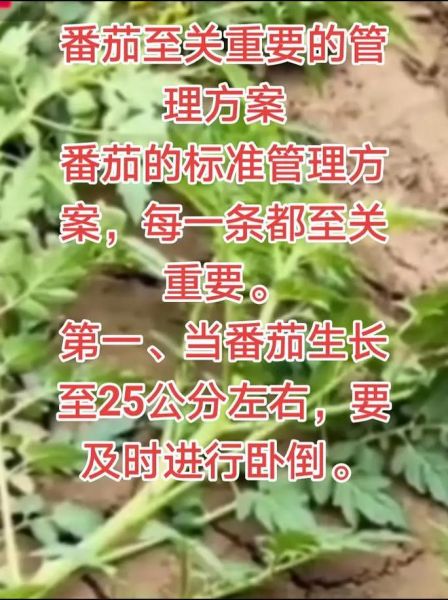 西红柿怎么种_西红柿种植技术与管理-第3张图片-山城妙识 西红柿怎么种_西红柿种植技术与管理-第3张图片-山城妙识