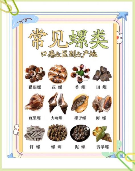 食用螺类大全_哪些螺可以安全吃-第1张图片-山城妙识 食用螺类大全_哪些螺可以安全吃-第1张图片-山城妙识