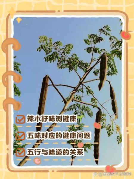 辣木籽一天吃几粒_辣木籽怎么吃才正确-第1张图片-山城妙识 辣木籽一天吃几粒_辣木籽怎么吃才正确-第1张图片-山城妙识