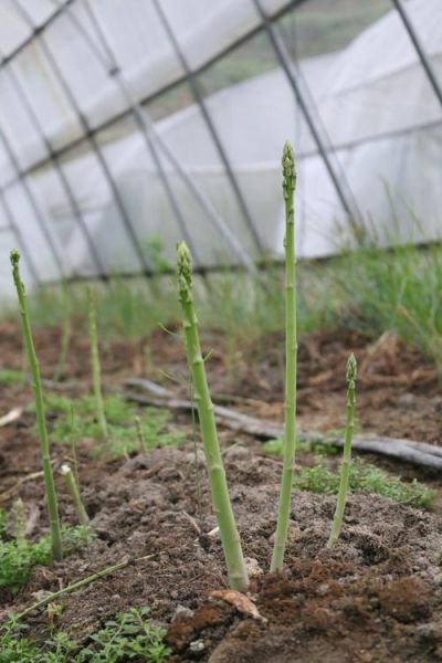 南方冬天能种芦笋吗_冬季芦笋种植方法-第2张图片-山城妙识 南方冬天能种芦笋吗_冬季芦笋种植方法-第2张图片-山城妙识