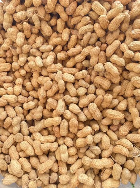 花生网花生价格_今日花生多少钱一斤-第2张图片-山城妙识 花生网花生价格_今日花生多少钱一斤-第2张图片-山城妙识