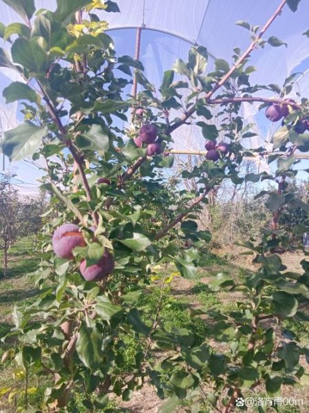 海棠果树图片_海棠果什么时候成熟-第1张图片-山城妙识 海棠果树图片_海棠果什么时候成熟-第1张图片-山城妙识