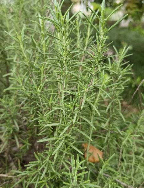 迷迭香对人体有害吗_孕妇能吃迷迭香吗-第1张图片-山城妙识 迷迭香对人体有害吗_孕妇能吃迷迭香吗-第1张图片-山城妙识