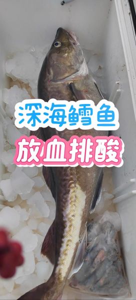 鳕鱼价格多少钱一斤_鳕鱼价格为什么波动大-第1张图片-山城妙识