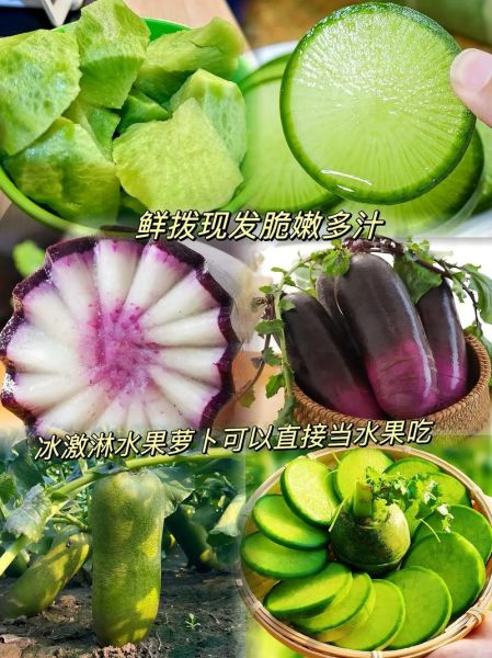 沙窝萝卜是水果萝卜吗_沙窝萝卜和水果萝卜区别-第2张图片-山城妙识
