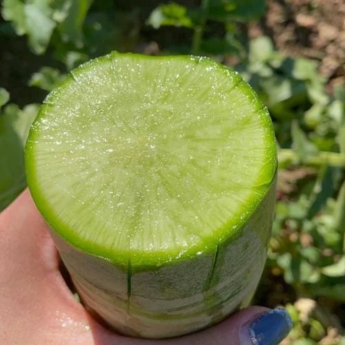 沙窝萝卜是水果萝卜吗_沙窝萝卜和水果萝卜区别-第1张图片-山城妙识