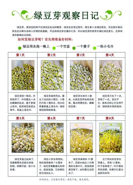 豆芽怎么发最快又好_家庭零失败技巧-第1张图片-山城妙识