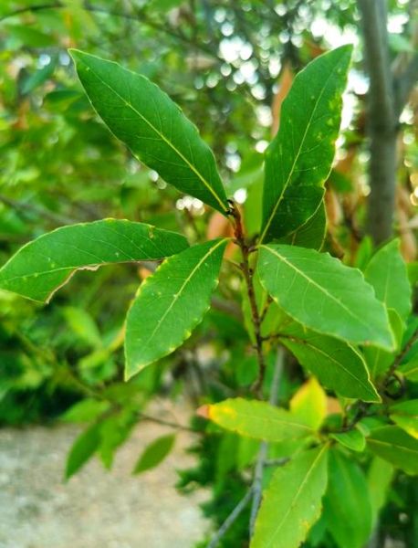 月桂树是谁变的_达芙妮仙女变月桂树的故事-第1张图片-山城妙识 月桂树是谁变的_达芙妮仙女变月桂树的故事-第1张图片-山城妙识