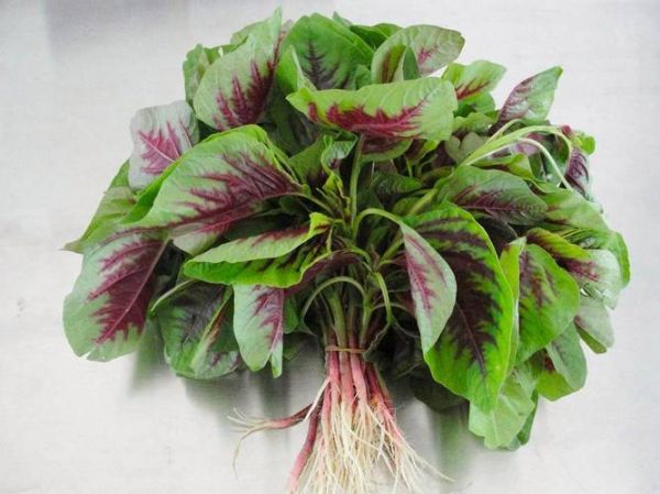 苋菜图片大全_苋菜有几种颜色-第1张图片-山城妙识 苋菜图片大全_苋菜有几种颜色-第1张图片-山城妙识