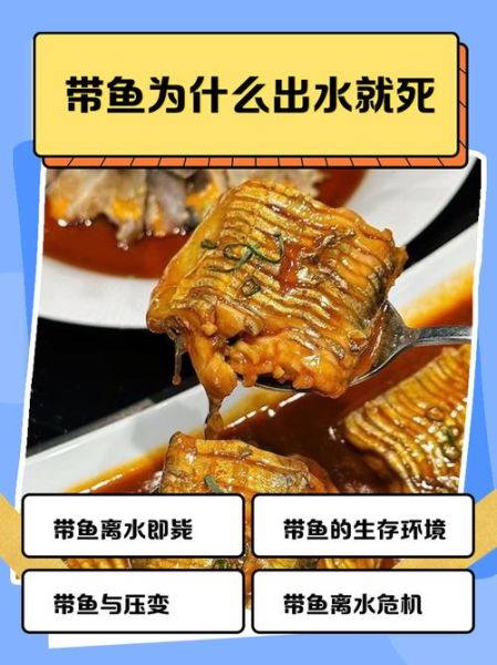 活带鱼为什么见不到_带鱼出水即死原因-第1张图片-山城妙识 活带鱼为什么见不到_带鱼出水即死原因-第1张图片-山城妙识