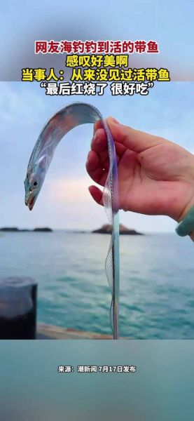 活带鱼为什么见不到_带鱼出水即死原因-第2张图片-山城妙识 活带鱼为什么见不到_带鱼出水即死原因-第2张图片-山城妙识