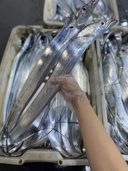 活带鱼为什么见不到_带鱼出水即死原因-第3张图片-山城妙识 活带鱼为什么见不到_带鱼出水即死原因-第3张图片-山城妙识