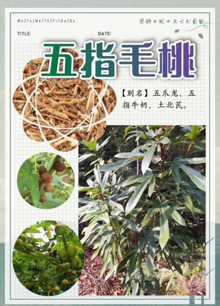 五指毛桃的功效与作用_五指毛桃的禁忌人群-第1张图片-山城妙识 五指毛桃的功效与作用_五指毛桃的禁忌人群-第1张图片-山城妙识