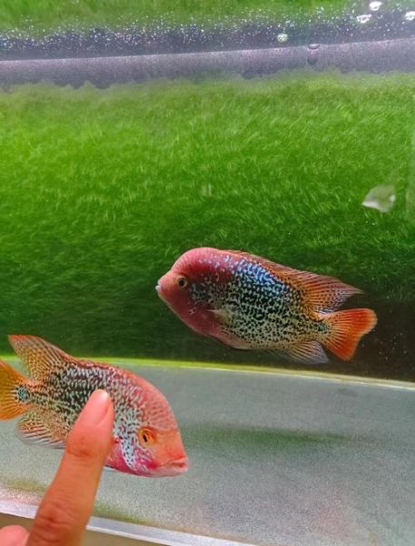 罗汉鱼图片大全_罗汉鱼怎么挑选-第1张图片-山城妙识 罗汉鱼图片大全_罗汉鱼怎么挑选-第1张图片-山城妙识