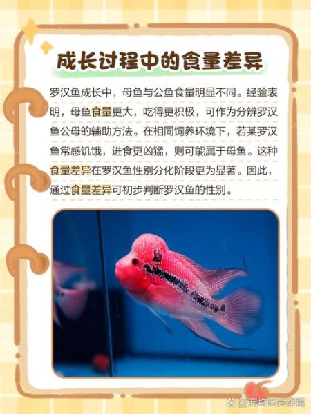 罗汉鱼图片大全_罗汉鱼怎么挑选-第2张图片-山城妙识 罗汉鱼图片大全_罗汉鱼怎么挑选-第2张图片-山城妙识