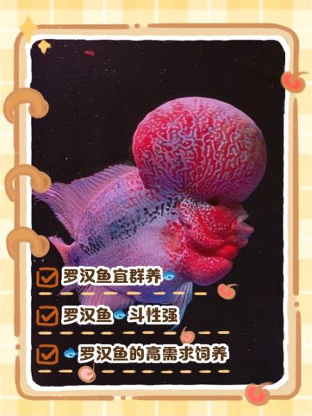 罗汉鱼图片大全_罗汉鱼怎么挑选-第3张图片-山城妙识 罗汉鱼图片大全_罗汉鱼怎么挑选-第3张图片-山城妙识