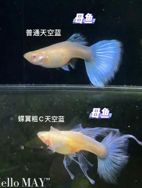 凤尾鱼和孔雀鱼的区别_新手如何分辨-第1张图片-山城妙识 凤尾鱼和孔雀鱼的区别_新手如何分辨-第1张图片-山城妙识