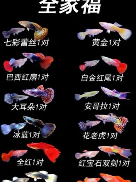 凤尾鱼和孔雀鱼的区别_新手如何分辨-第2张图片-山城妙识 凤尾鱼和孔雀鱼的区别_新手如何分辨-第2张图片-山城妙识