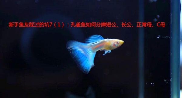 凤尾鱼和孔雀鱼的区别_新手如何分辨-第3张图片-山城妙识 凤尾鱼和孔雀鱼的区别_新手如何分辨-第3张图片-山城妙识