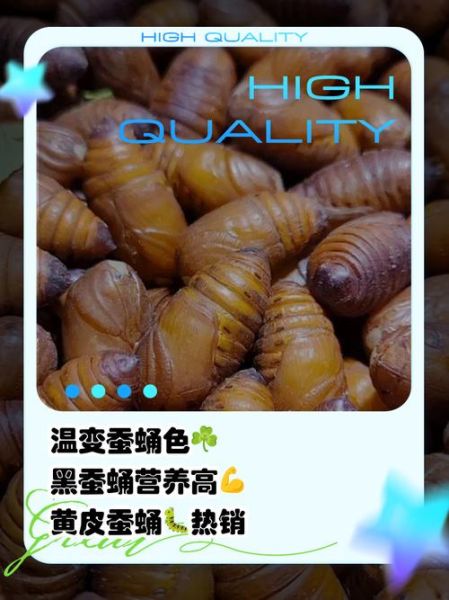黄蚕蛹和黑蚕蛹哪个营养高_区别在哪-第1张图片-山城妙识 黄蚕蛹和黑蚕蛹哪个营养高_区别在哪-第1张图片-山城妙识