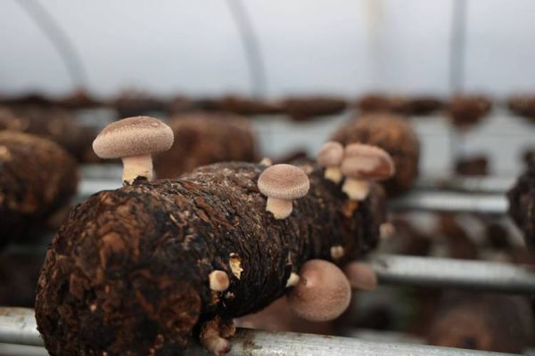 棒蘑菇怎么做好吃_棒蘑菇营养价值高吗-第3张图片-山城妙识 棒蘑菇怎么做好吃_棒蘑菇营养价值高吗-第3张图片-山城妙识