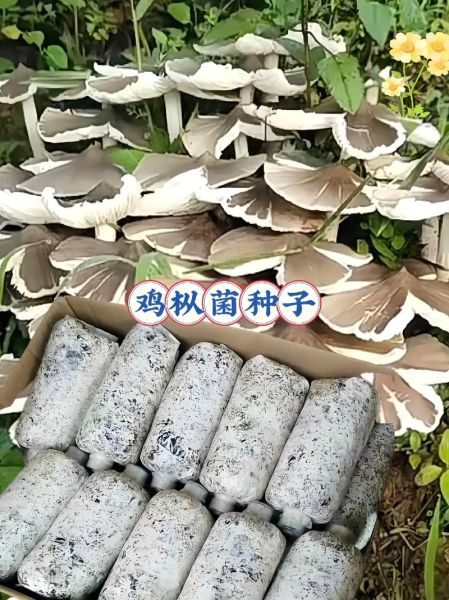 棒蘑菇怎么做好吃_棒蘑菇营养价值高吗-第1张图片-山城妙识 棒蘑菇怎么做好吃_棒蘑菇营养价值高吗-第1张图片-山城妙识