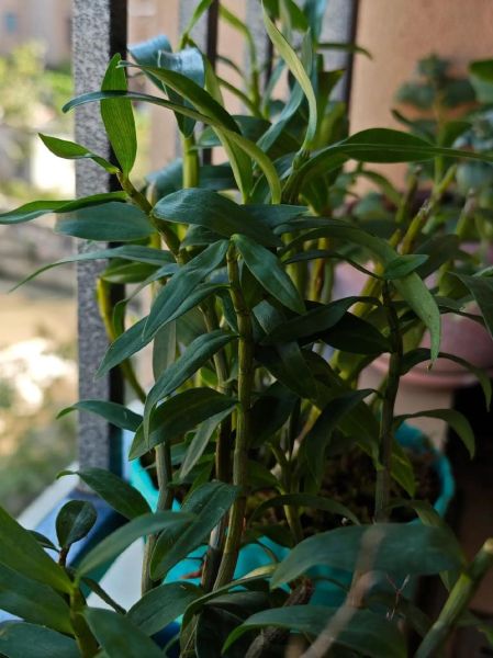 铁皮石斛怎么养_家庭盆栽方法-第3张图片-山城妙识 铁皮石斛怎么养_家庭盆栽方法-第3张图片-山城妙识