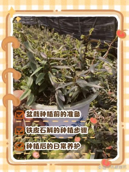 铁皮石斛怎么养_家庭盆栽方法-第1张图片-山城妙识 铁皮石斛怎么养_家庭盆栽方法-第1张图片-山城妙识