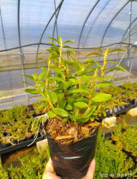 铁皮石斛怎么养_家庭盆栽方法-第2张图片-山城妙识 铁皮石斛怎么养_家庭盆栽方法-第2张图片-山城妙识