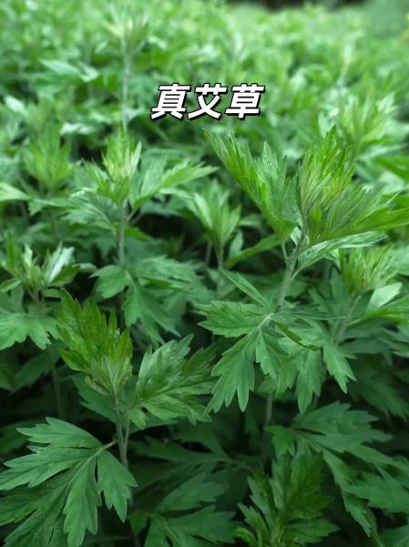 艾叶图片长什么样_艾叶图片怎么辨别真假-第3张图片-山城妙识 艾叶图片长什么样_艾叶图片怎么辨别真假-第3张图片-山城妙识