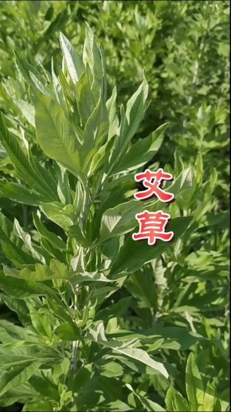 艾叶图片长什么样_艾叶图片怎么辨别真假-第2张图片-山城妙识 艾叶图片长什么样_艾叶图片怎么辨别真假-第2张图片-山城妙识