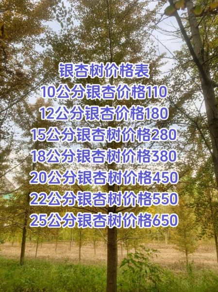 银杏果多少钱一斤_银杏果价格为什么差别大-第1张图片-山城妙识 银杏果多少钱一斤_银杏果价格为什么差别大-第1张图片-山城妙识