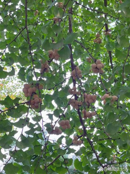 银杏果多少钱一斤_银杏果价格为什么差别大-第2张图片-山城妙识 银杏果多少钱一斤_银杏果价格为什么差别大-第2张图片-山城妙识