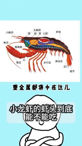 波士顿龙虾头部结构图解_怎么分辨可食部位-第1张图片-山城妙识 波士顿龙虾头部结构图解_怎么分辨可食部位-第1张图片-山城妙识