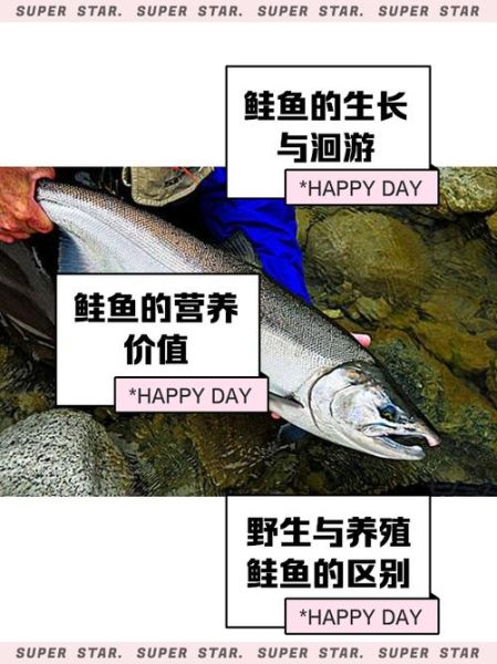 鲑鱼是淡水鱼还是海鱼_鲑鱼洄游习性解析-第1张图片-山城妙识 鲑鱼是淡水鱼还是海鱼_鲑鱼洄游习性解析-第1张图片-山城妙识