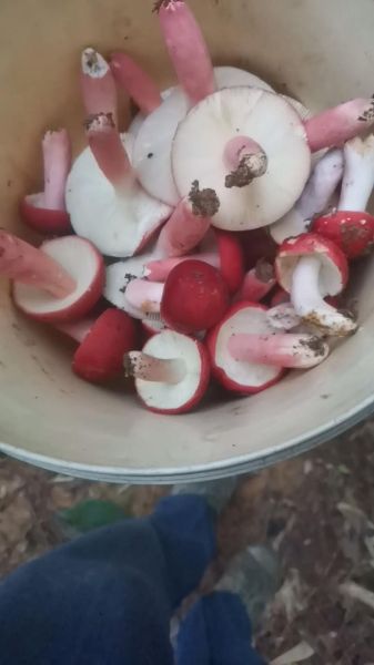 红菇多少钱一斤_野生红菇价格为什么差这么多-第1张图片-山城妙识 红菇多少钱一斤_野生红菇价格为什么差这么多-第1张图片-山城妙识