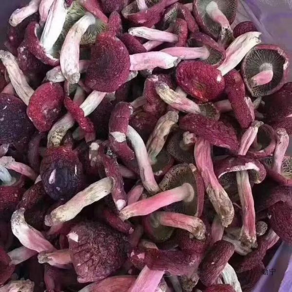 红菇多少钱一斤_野生红菇价格为什么差这么多-第3张图片-山城妙识 红菇多少钱一斤_野生红菇价格为什么差这么多-第3张图片-山城妙识