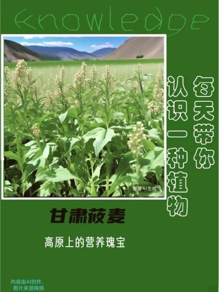 莜怎么读音_莜麦与莜面的区别-第2张图片-山城妙识 莜怎么读音_莜麦与莜面的区别-第2张图片-山城妙识