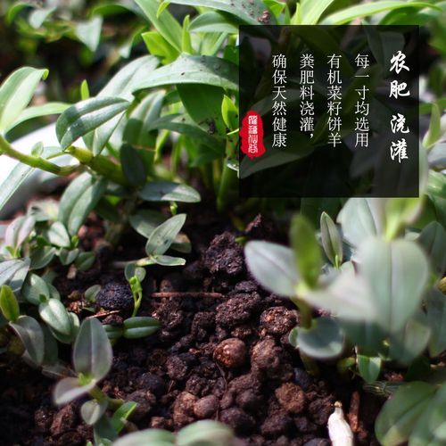 铁皮枫斗粉怎么吃最好_铁皮枫斗粉一天吃几次-第2张图片-山城妙识