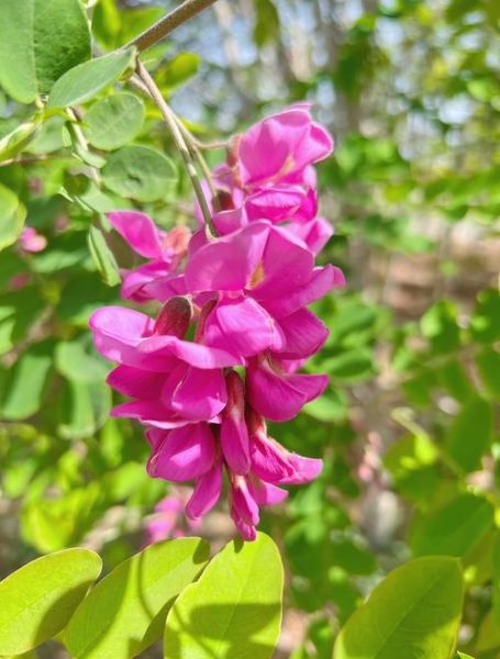 刺槐花的功效与作用_刺槐花怎么吃最好-第3张图片-山城妙识