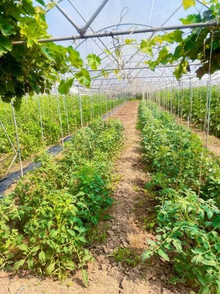 蔬菜种植基地怎么选_蔬菜种植基地哪里好-第2张图片-山城妙识 蔬菜种植基地怎么选_蔬菜种植基地哪里好-第2张图片-山城妙识