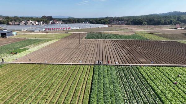 蔬菜种植基地怎么选_蔬菜种植基地哪里好-第3张图片-山城妙识 蔬菜种植基地怎么选_蔬菜种植基地哪里好-第3张图片-山城妙识