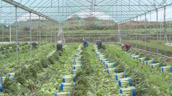 蔬菜种植基地怎么选_蔬菜种植基地哪里好-第1张图片-山城妙识 蔬菜种植基地怎么选_蔬菜种植基地哪里好-第1张图片-山城妙识