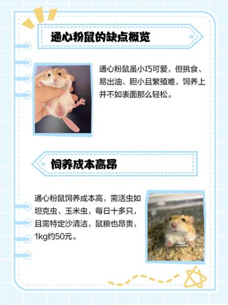 通心粉鼠怎么养_通心粉鼠饲养注意事项-第1张图片-山城妙识