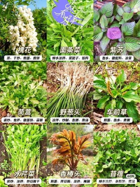 野生菜图片大全_如何辨别可食用野菜-第1张图片-山城妙识