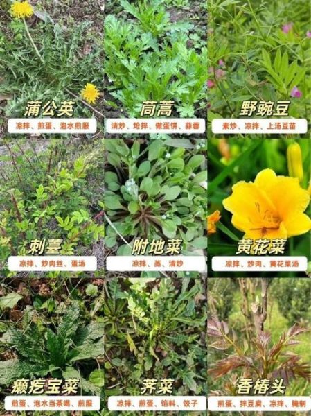野生菜图片大全_如何辨别可食用野菜-第2张图片-山城妙识