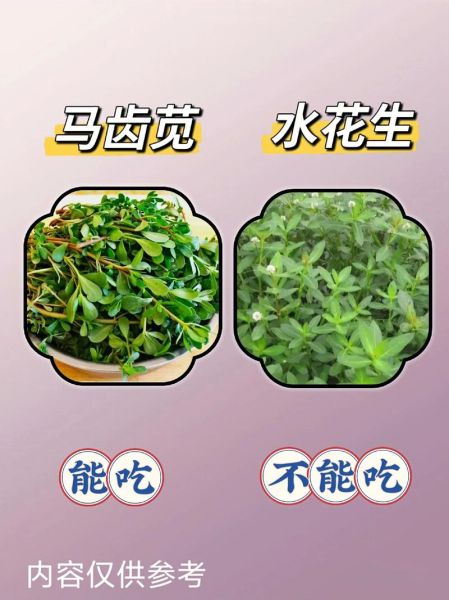 野生菜图片大全_如何辨别可食用野菜-第3张图片-山城妙识